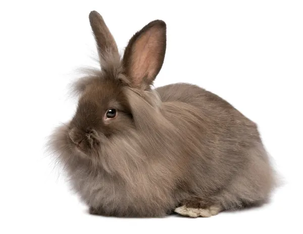 A lying chocolate colored lionhead bunny rabbit — Stock Photo ...