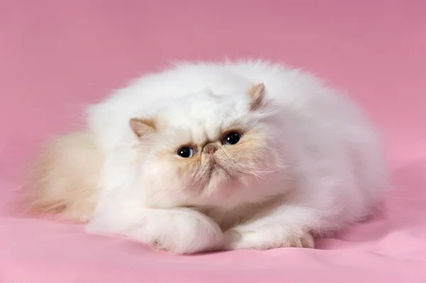 Cute persian cream colorpoint cat is lying on a red velvet Stock Photo ...