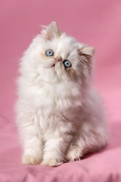 Persian seal tortie colorpoint cat Stock Photo by ©mdorottya 38501359