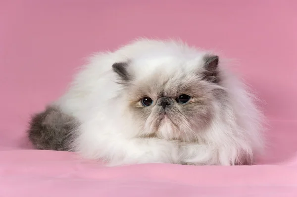 Cute persian cream colorpoint cat is lying on a red velvet Stock Photo ...