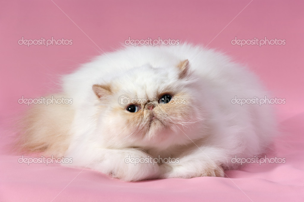 Blue Cream Persian Cat