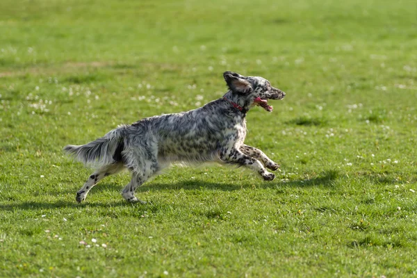 Cute blue belton English Setter dog in a spring flowering meadow Stock ...