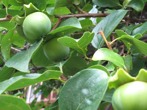 Persimmon tree Stock Photos, Royalty Free Persimmon tree Images | Depositphotos