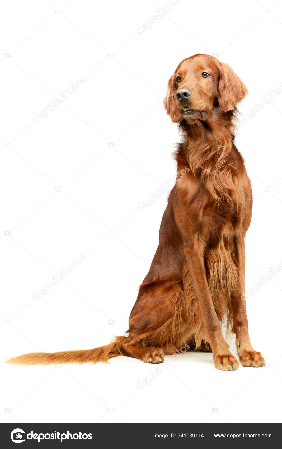 Irish Setter Sitting DOG. Irish Setter Sitting Head And Shoulders