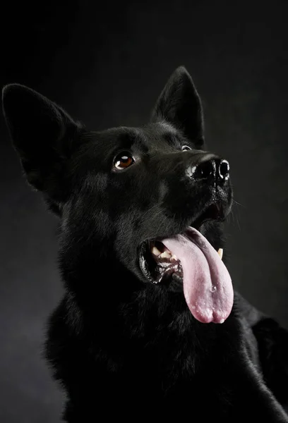 Scary black dog Stock Photos, Royalty Free Scary black dog Images ...