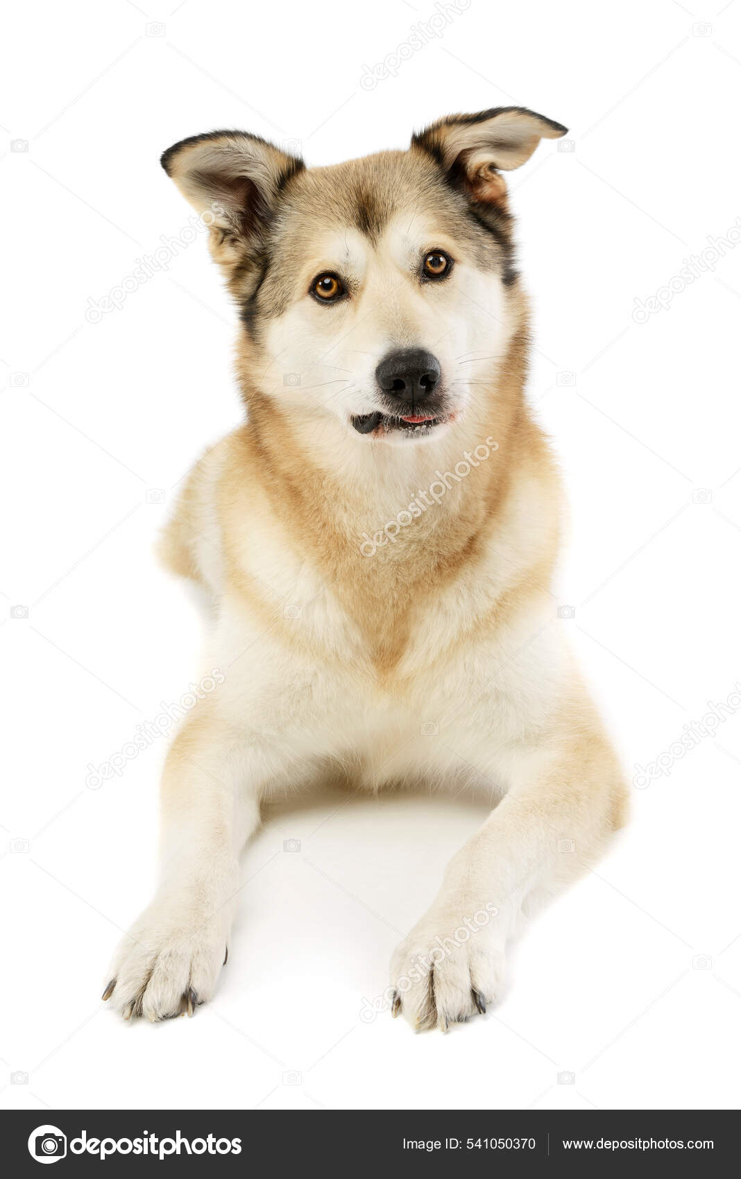 Studio Shot Adorable Mixed Breed Dog Lying Looking Curiously — Stock ...