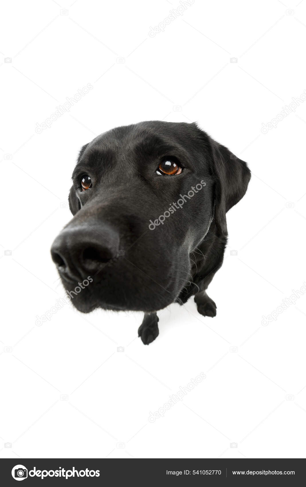 Studio Shot Lovely Labrador Retriever Standing Looking Curiously ...