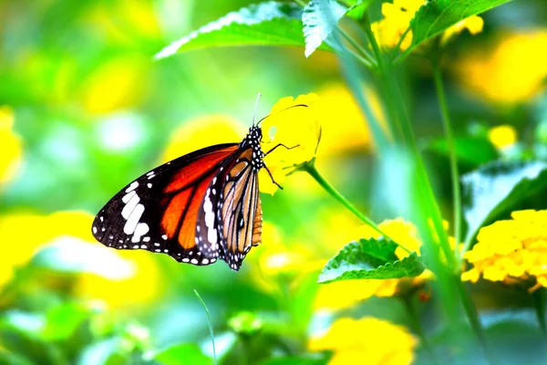 Mariposa monarca - Una mariposa monarca que se alimenta de flores ...