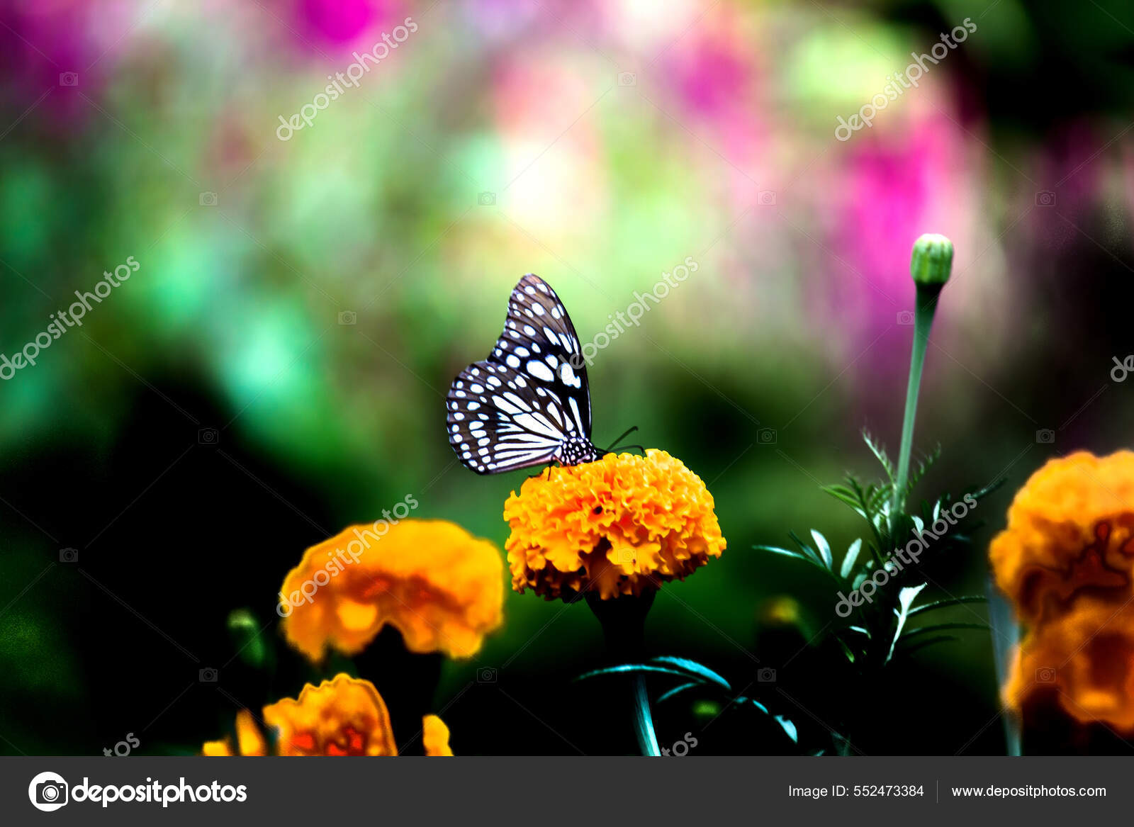 Blue Spotted Milkweed Butterfly Danainae Milkweed Butterfly Resting ...