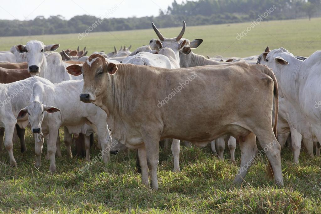 Cattle — Stock Photo © casadaphoto #33190255