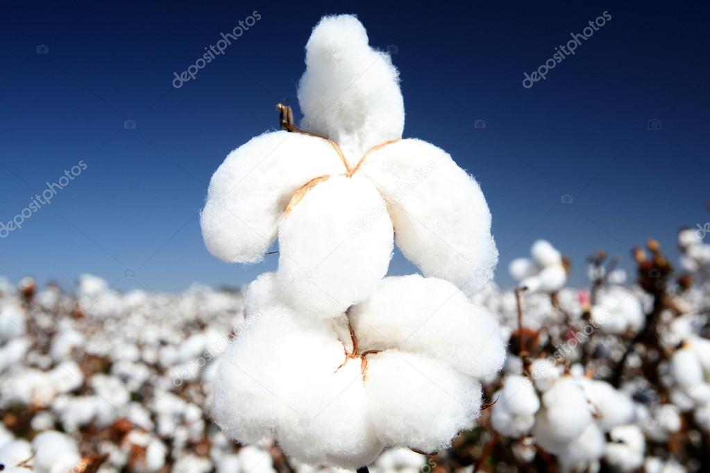 Cotton ball — Stock Photo © casadaphoto #33983605