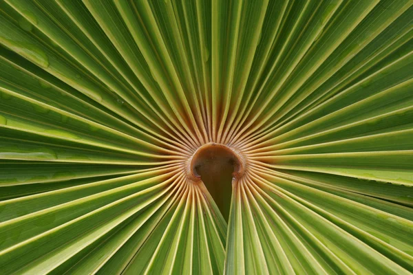 Palm texture Stock Photos, Royalty Free Palm texture Images | Depositphotos