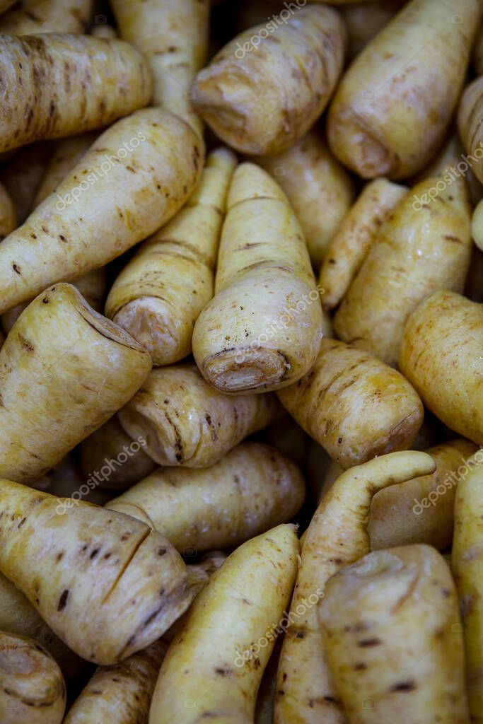 Primer plano Arracacha (Arracacia xanthorrhiza) o poco mandioca en el ...
