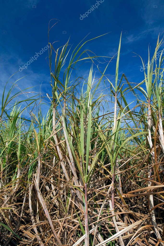 Caña de azúcar, herbácea del género Saccharum, utilizada a gran escala ...