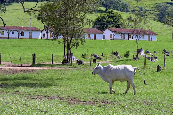 Fotos de Rural brasil, Imagens de Rural brasil sem royalties ...
