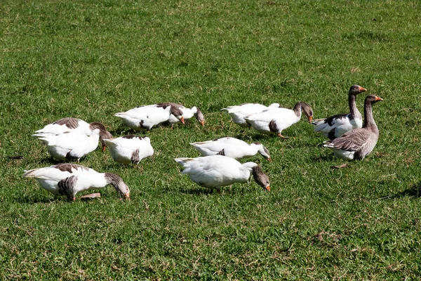 Goose race Stock Photos, Royalty Free Goose race Images | Depositphotos
