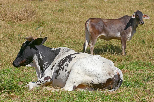 Cattle mating Stock Photos, Royalty Free Cattle mating Images ...