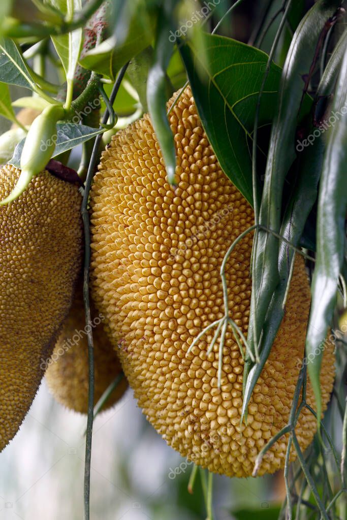 Primer plano del árbol de jaca, o jaqueira en portugués, con frutos ...