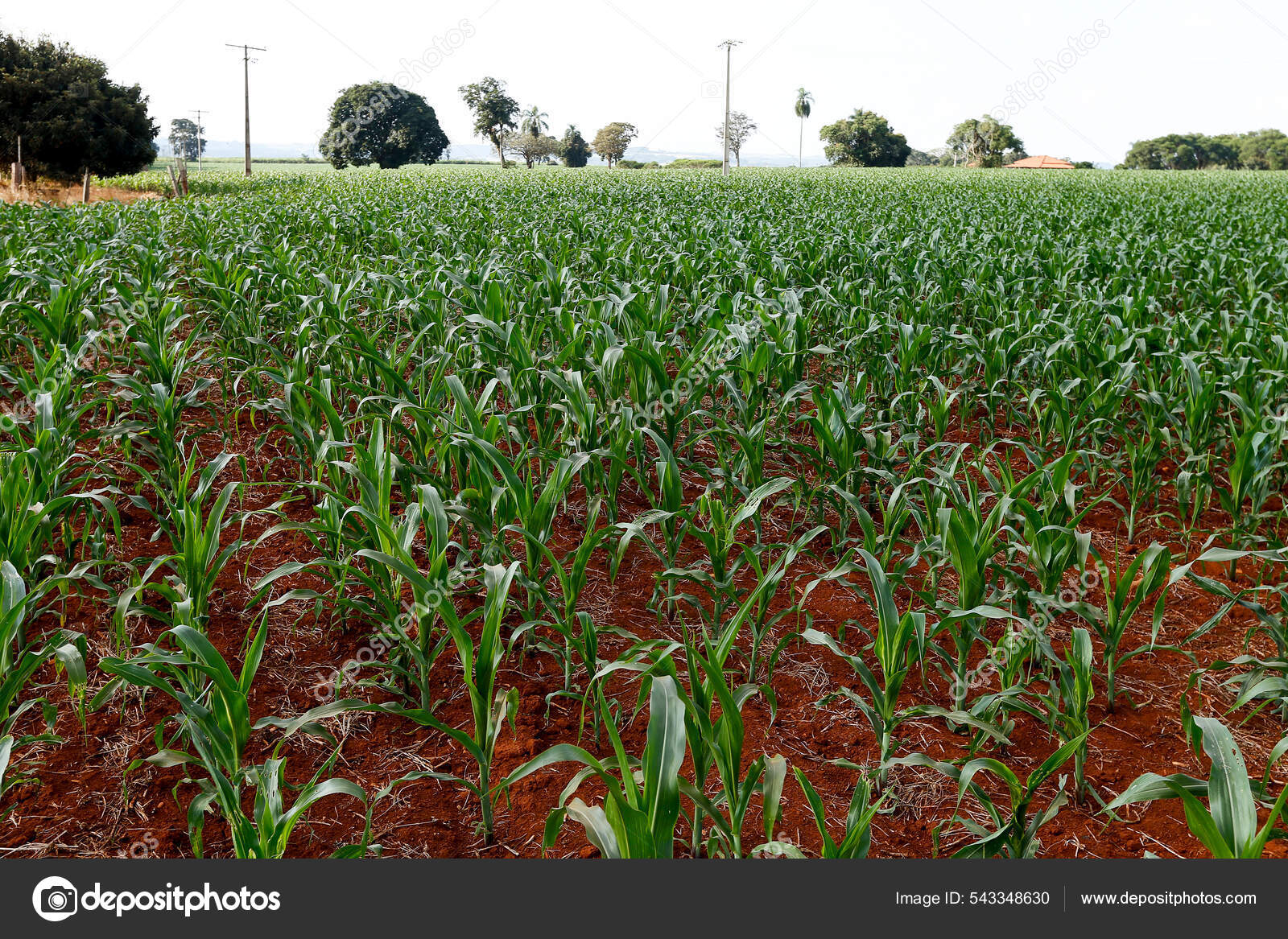 Wide View Growing Maize Plantation Sao Paulo State Brazil — Stock Photo ...