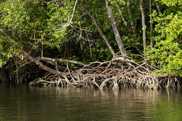 Floating mangrove forest Stock Photos, Royalty Free Floating mangrove ...