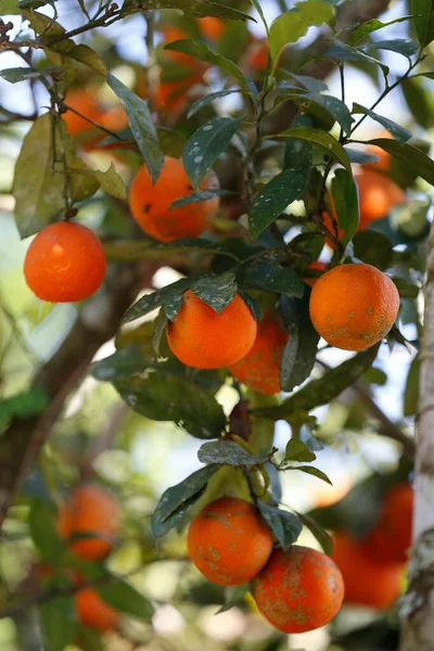 Satsuma fruit Stock Photos, Royalty Free Satsuma fruit Images ...