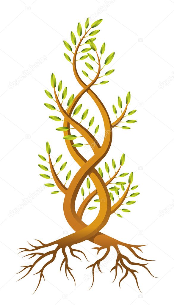 Helix Vines Stock Vector Image by ©AvelKrieg #24802857