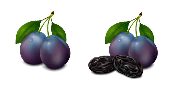 15,326,922 Prune fruit Vector Images | Depositphotos