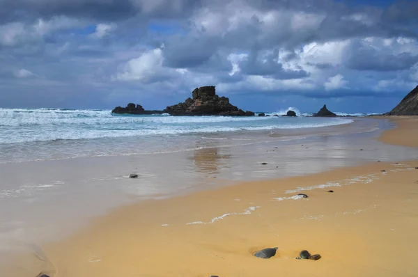 ᐈ Sea thistle stock images, Royalty Free sea holly pictures | download ...