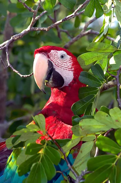 Amazonas brazil Stock Photos, Royalty Free Amazonas brazil Images ...