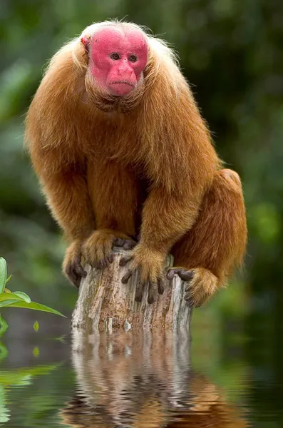 Uakari Stock Photos & Royalty-Free Images | Depositphotos