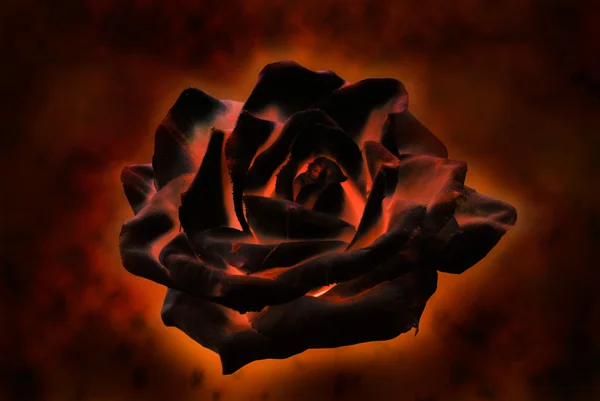 Burning rose Stock Photos, Royalty Free Burning rose Images | Depositphotos