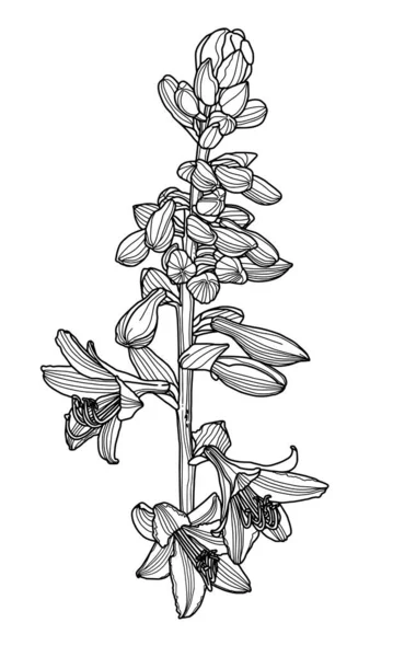 Realistic linear drawing of lily flower with leaves and buds Stock ...