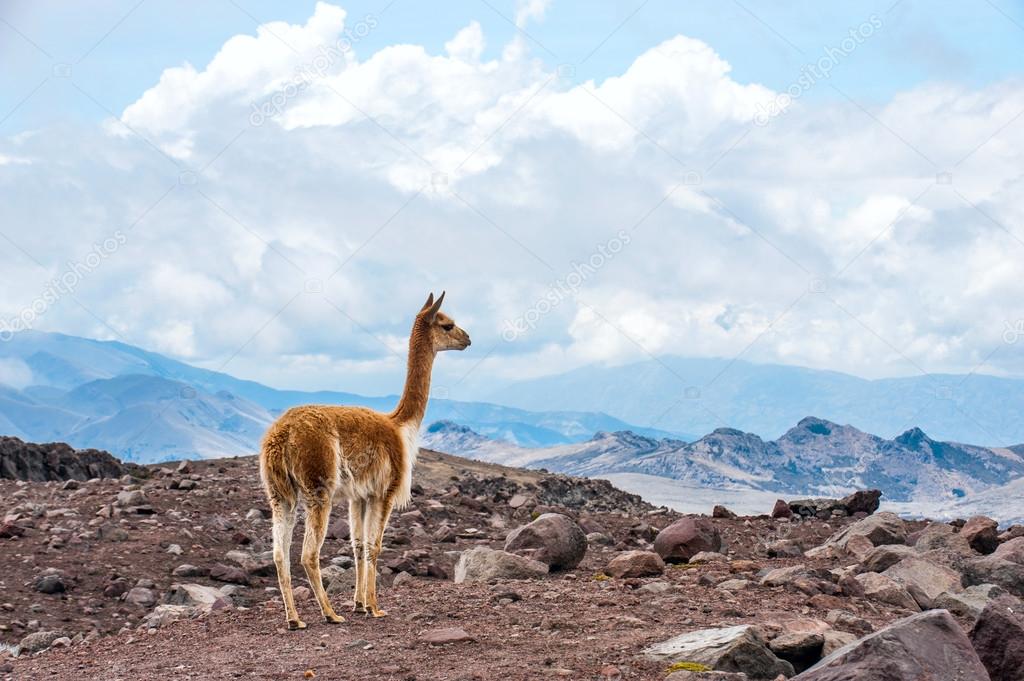 Vicuna (Vicugna vicugna) or vicugna is wild South American camel Stock ...