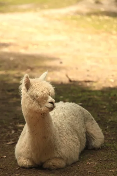 Beautiful alpaca Stock Photos, Royalty Free Beautiful alpaca Images ...