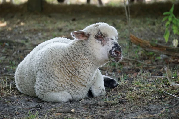 Sheep crying Stock Photos, Royalty Free Sheep crying Images | Depositphotos