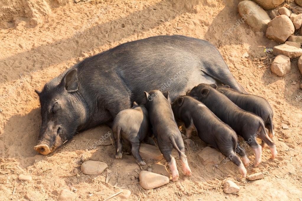 Pig feeding piglets — Stock Photo © efmukel2 #23697953