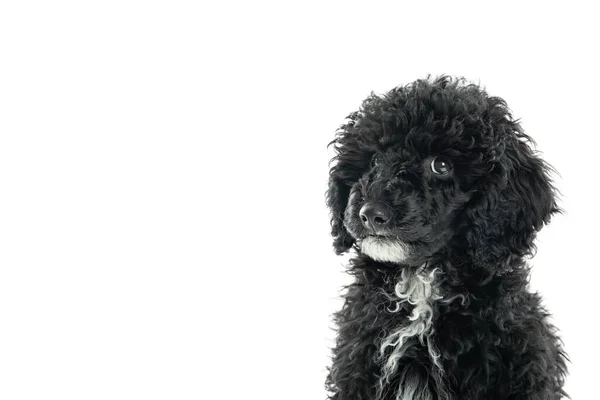 Black cockapoo Stock Photos, Royalty Free Black cockapoo Images ...