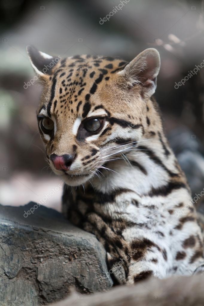 Ocelot, Leopardus pardalis. — Stock Photo © elitravo #44452321