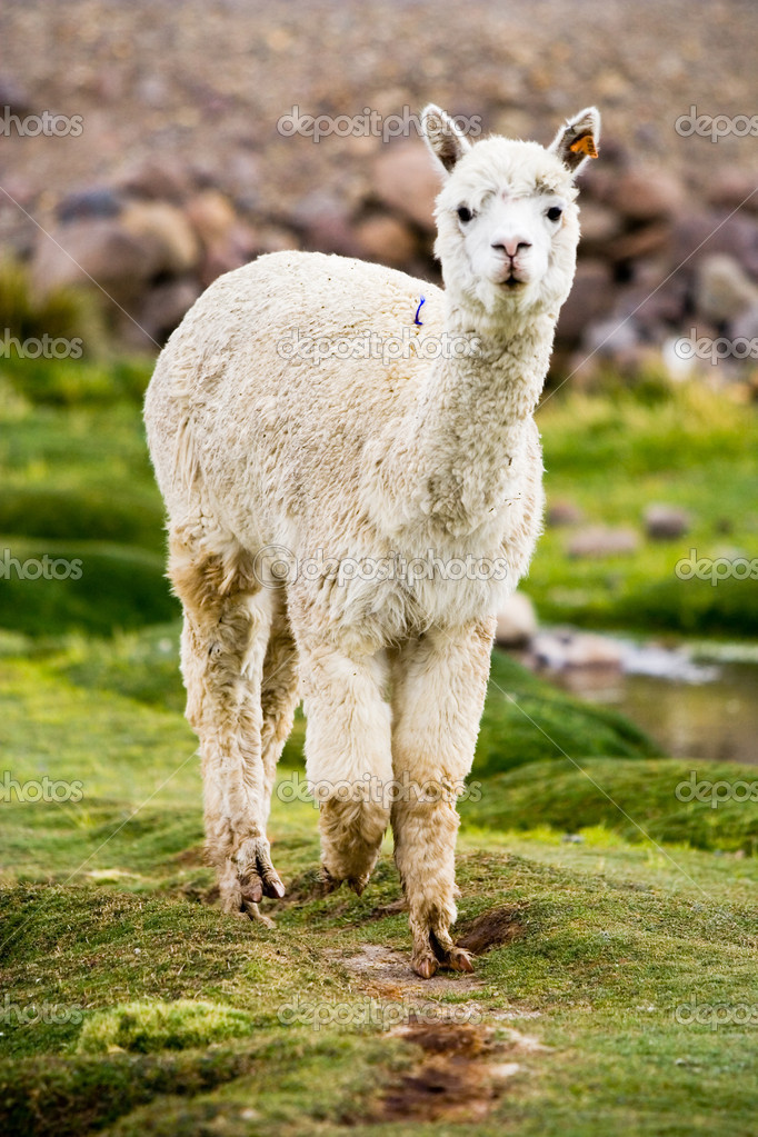 Alpaca, Peru Stock Photo by ©pikselstock 28079827