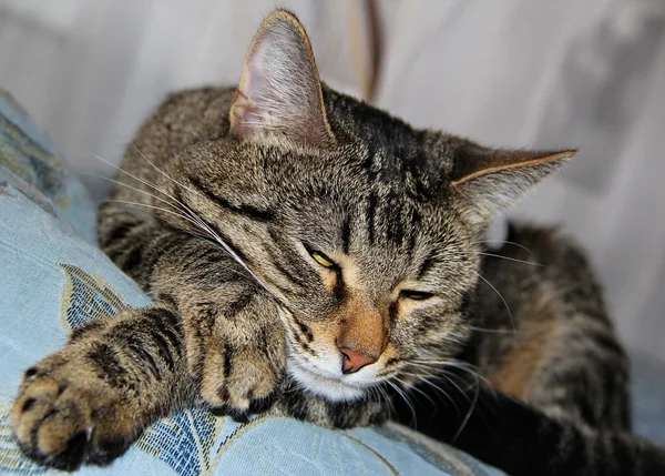 Sly cat Stock Photos, Royalty Free Sly cat Images | Depositphotos