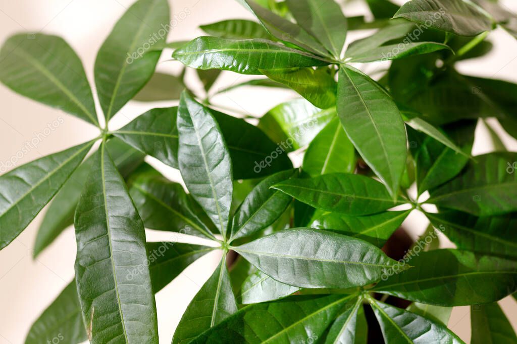 Una planta "árbol del dinero" (Pachira Aquatica). Hojas de pachira ...