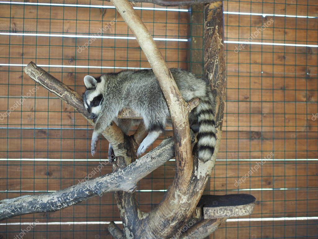 Lindo mapache durmiendo en el parque nacional zoológico 2024