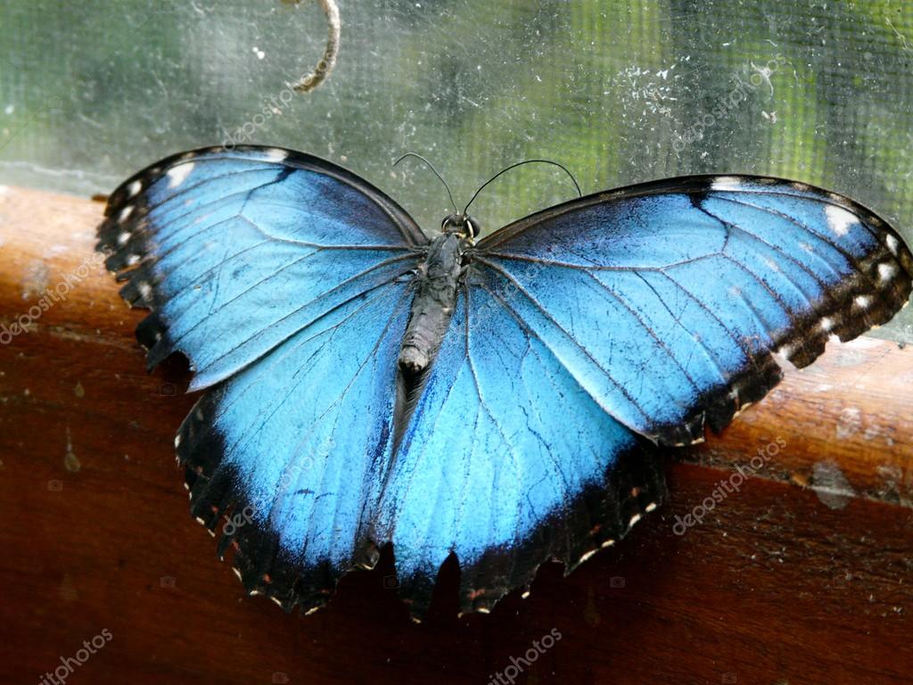 Mariposa morfo azul 2023
