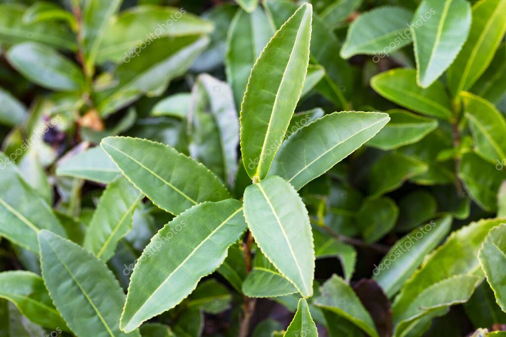 Tea Camellia sinensis las hojas superiores en los arbustos. Hojas de té ...