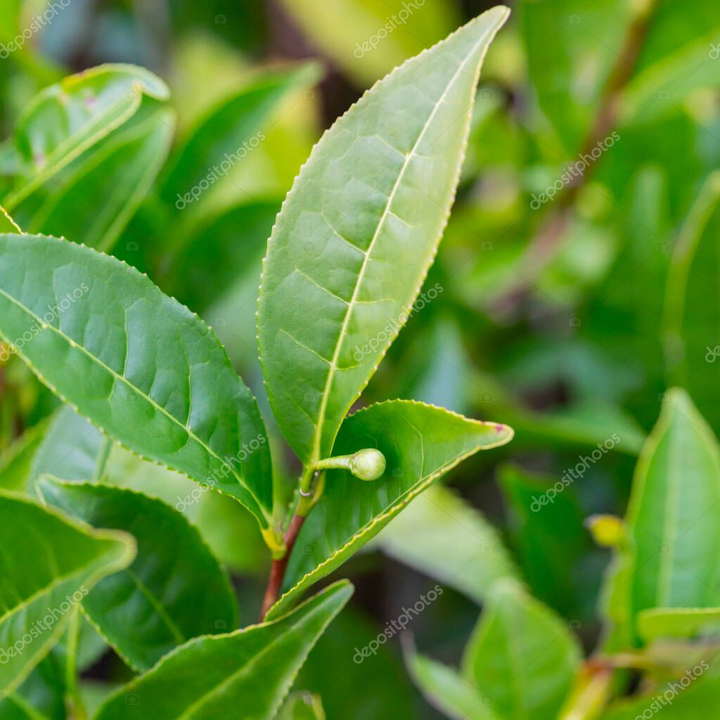Tea Camellia sinensis las hojas superiores en los arbustos. Hojas de té ...