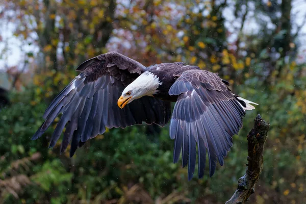 Blue eagle Stock Photos, Royalty Free Blue eagle Images | Depositphotos