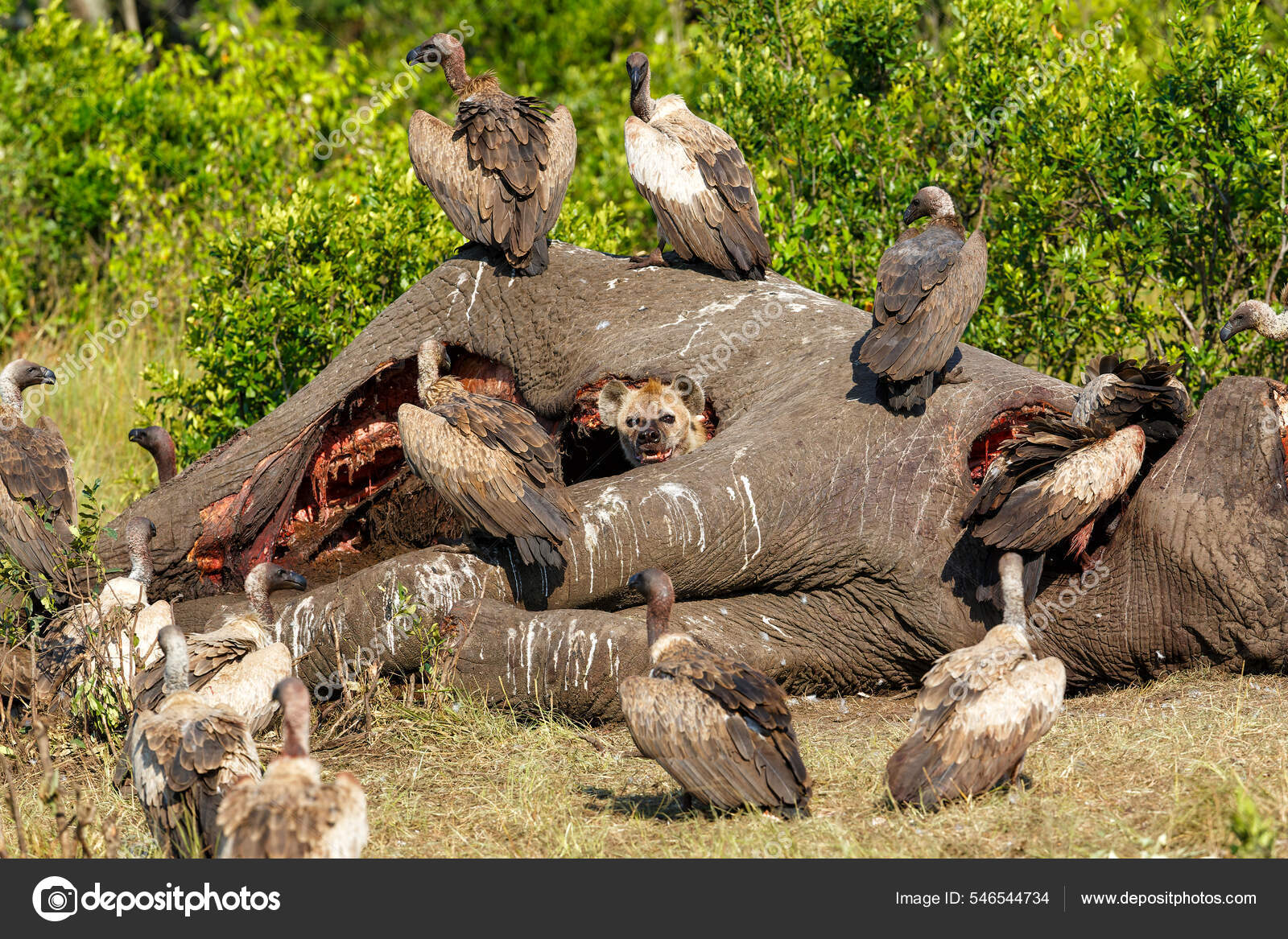 Spotted Hyena Vultures Eating Carcass Old Male Elephant Masai Mara ...