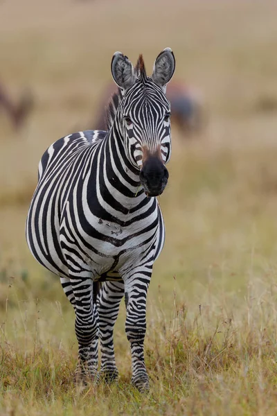 Fat zebra Stock Photos, Royalty Free Fat zebra Images | Depositphotos