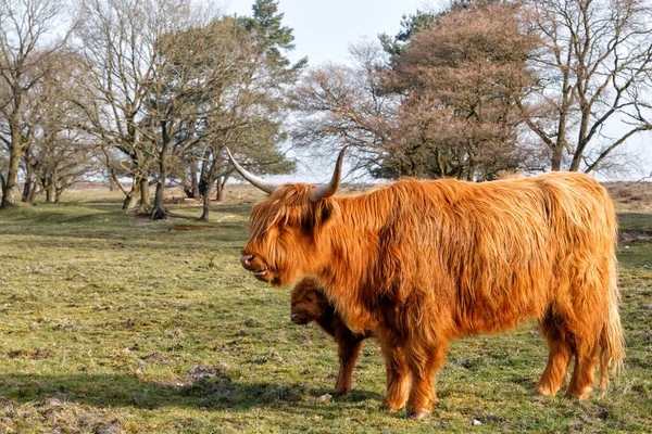 Red highland cow Stock Photos, Royalty Free Red highland cow Images ...