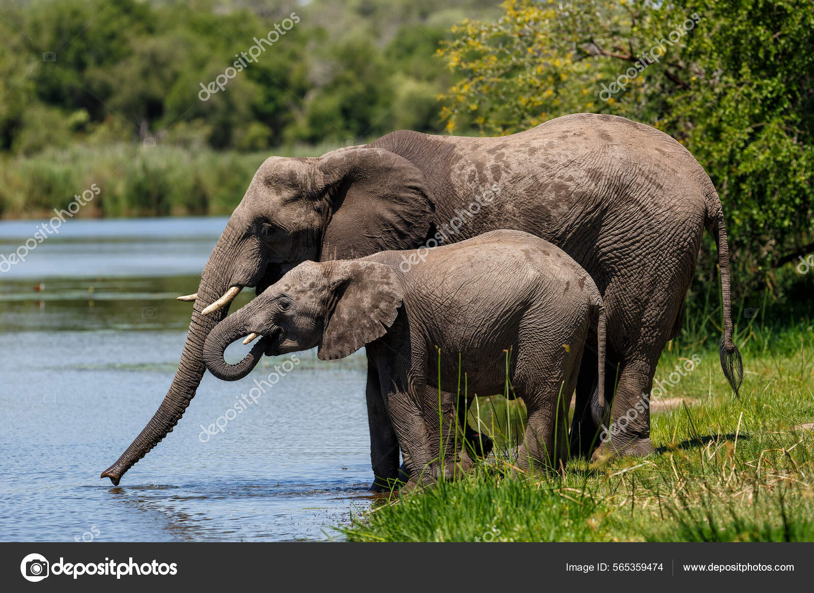 Elephant Drinking Lake Panic Kruger National Park South Africa Stock ...